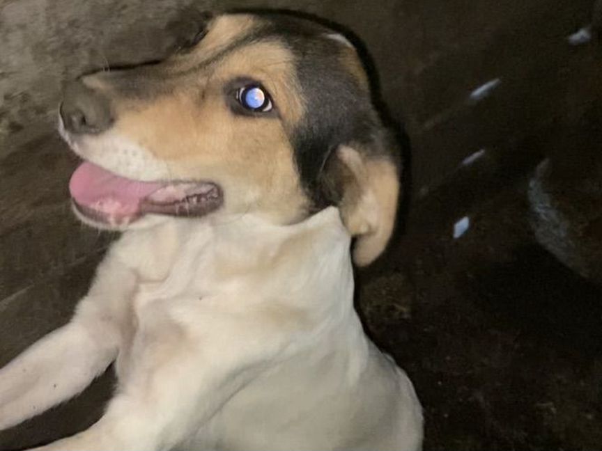 Щенок в добрые руки