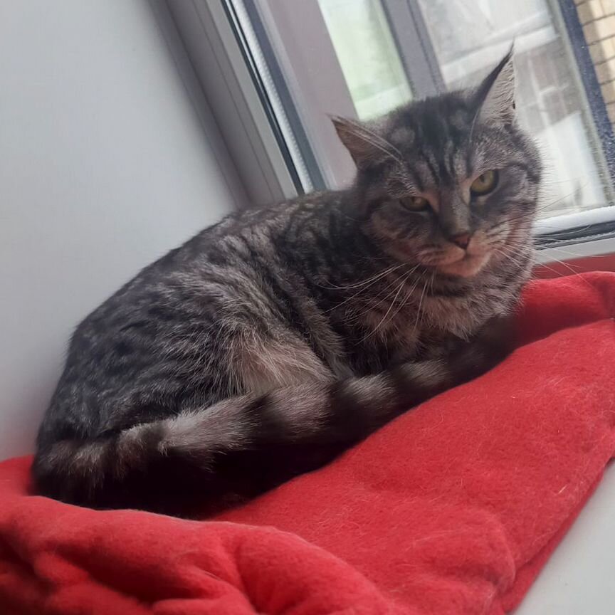 Взрослая, кошка в добрые руки