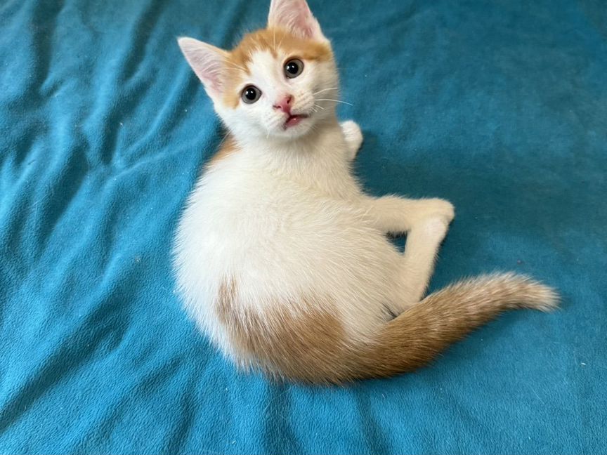 Котенок Степа