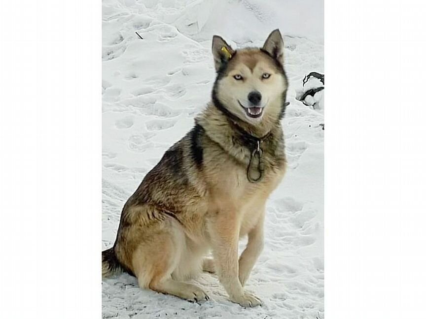 Собака метис Хаски 5 лет голубые глаза