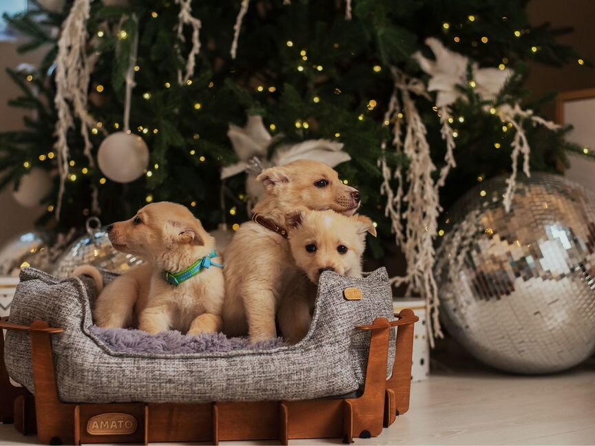 Лежанка для собак мелких и средних размеров, кошек