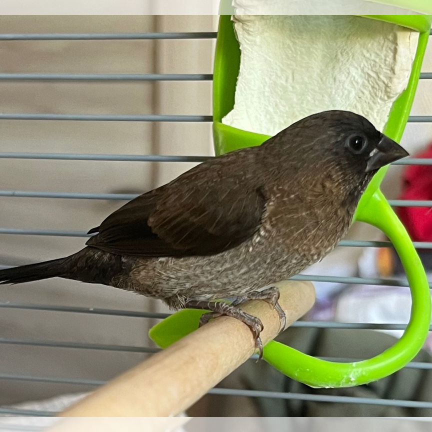 Амадины Японские