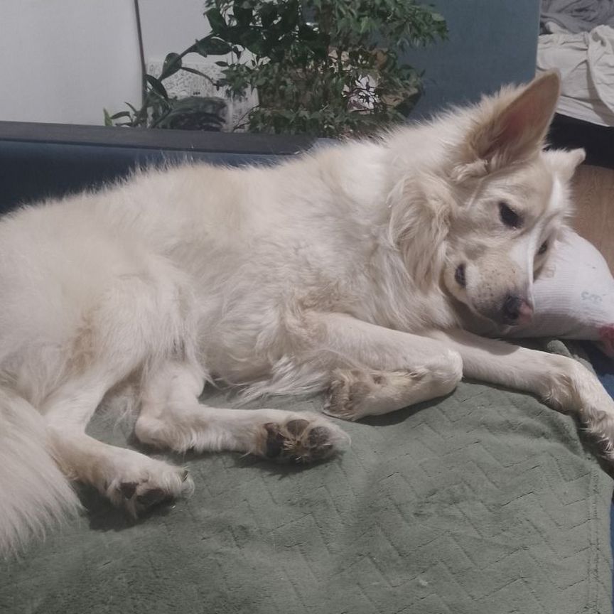 Взрослый пёс в добрые руки