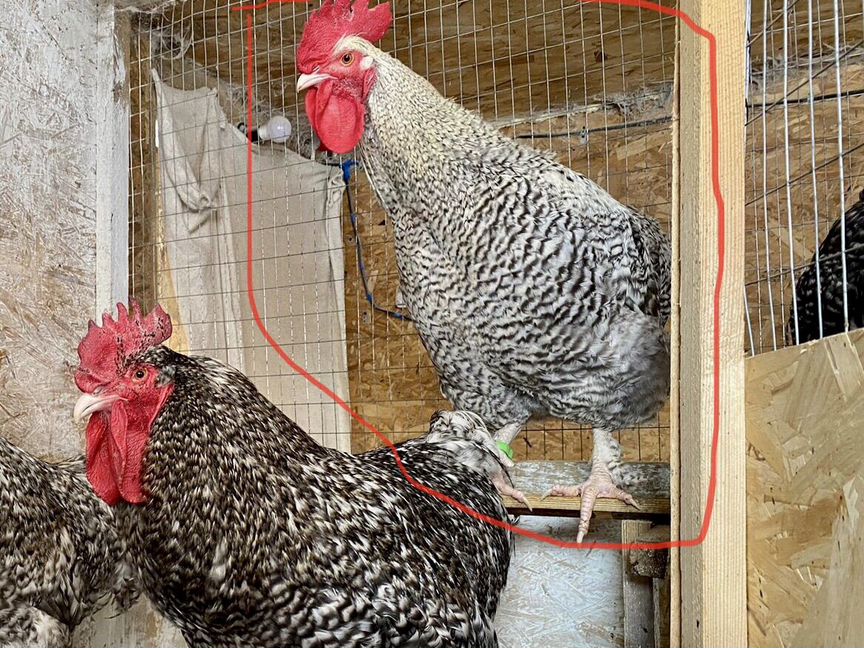 Молодые петухи