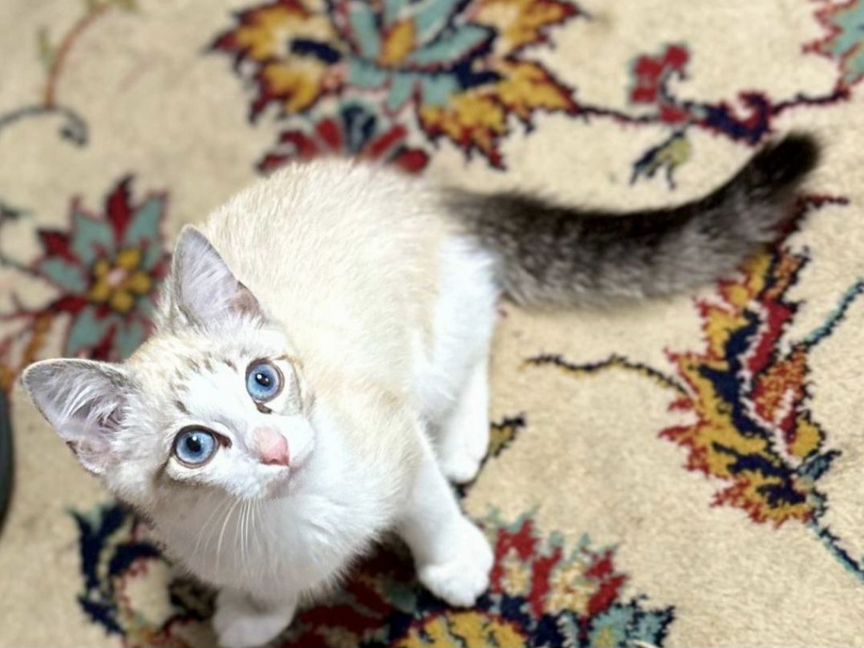 Котята в добрые руки бесплатно мальчик