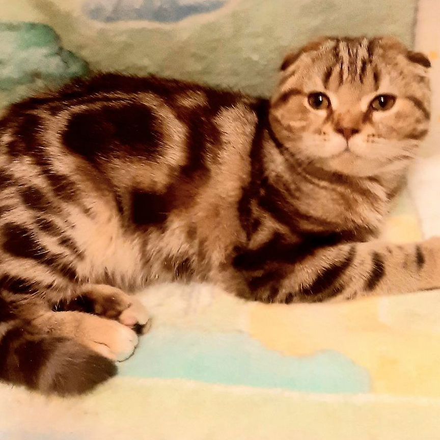Шотландский вислоухий короткошёрстный котёнок