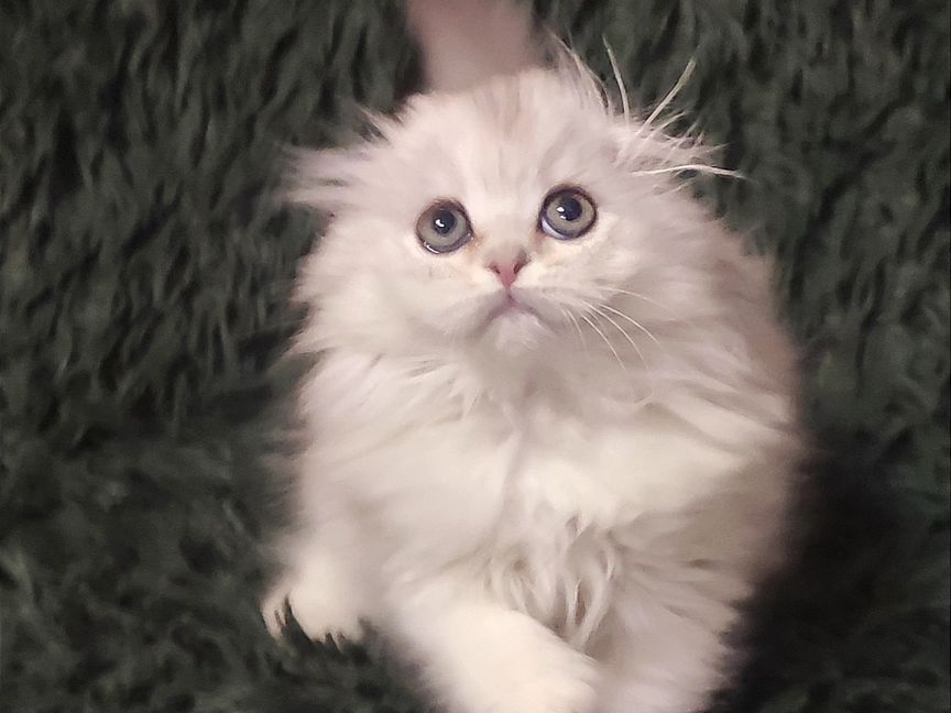 Шотландские вислоухие котята