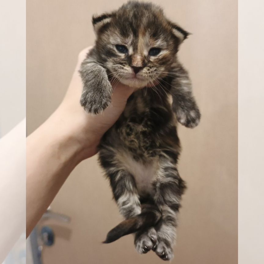 Мейн-кун котёнок