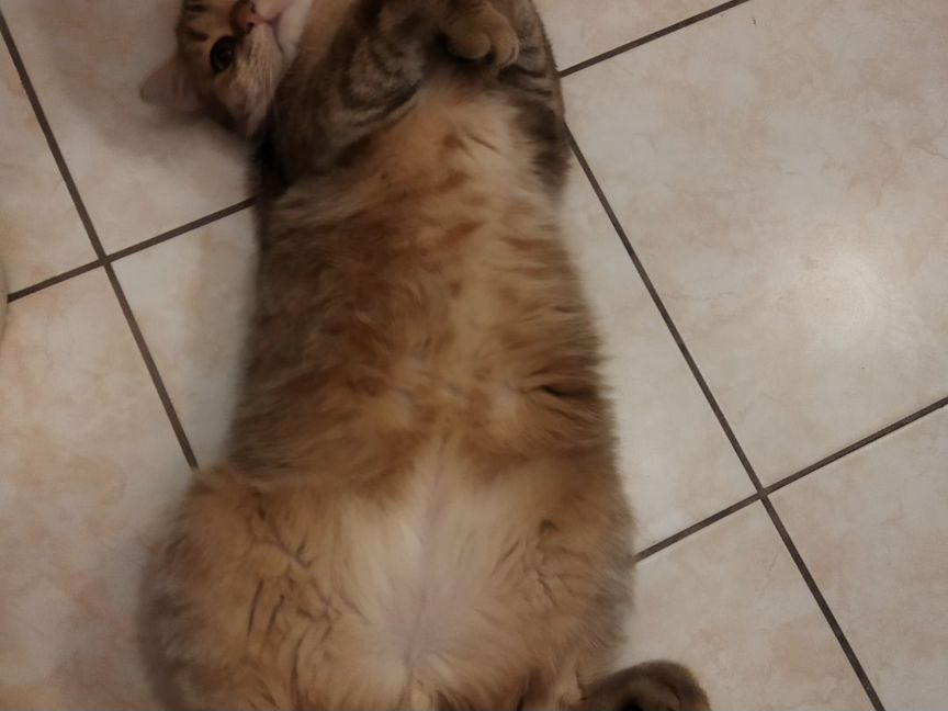 Котик породы брит 1,5 года в добрые руки