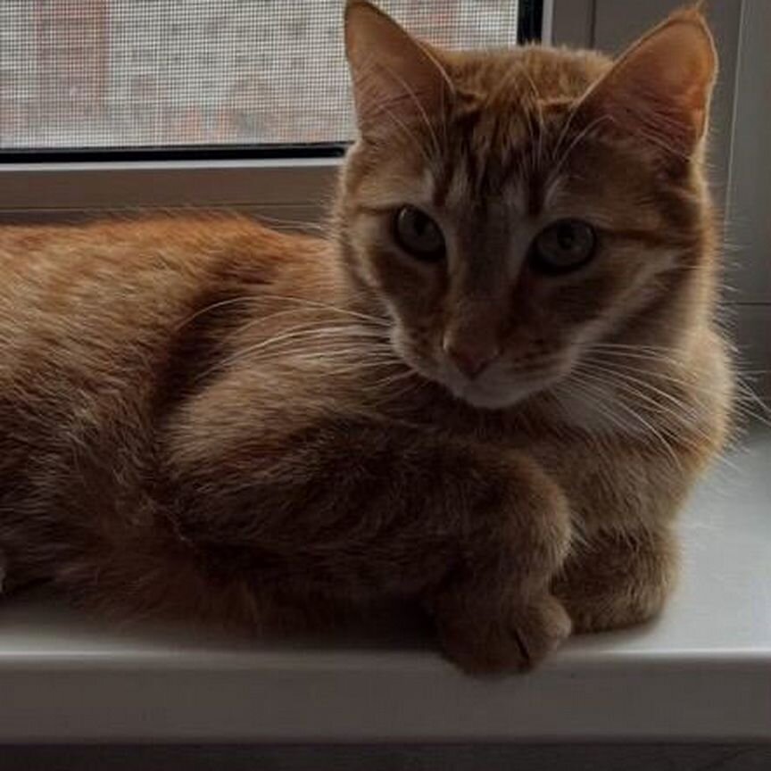 Кот