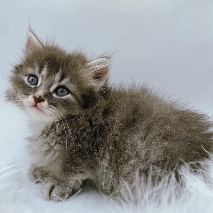 Шотландские вислоухие котята