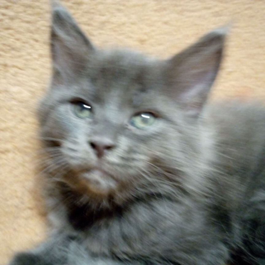 Котята мейнкуна