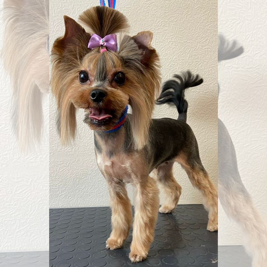 Йоркширский терьер, щенок