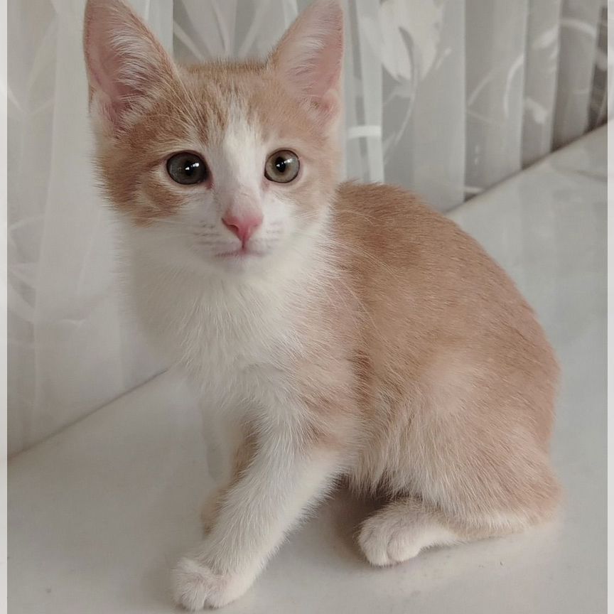 Котик Гелик