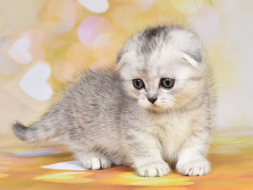 Котики Коротышульки