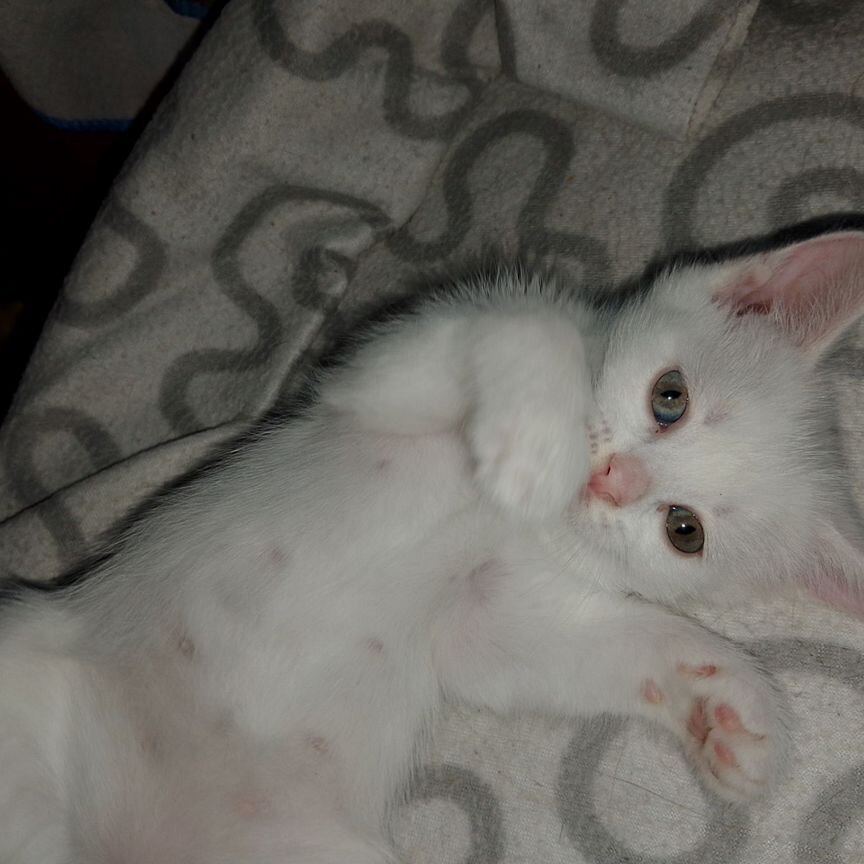 Котята девочки