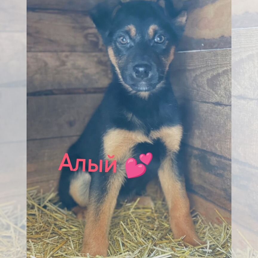 Щенок в добрые руки