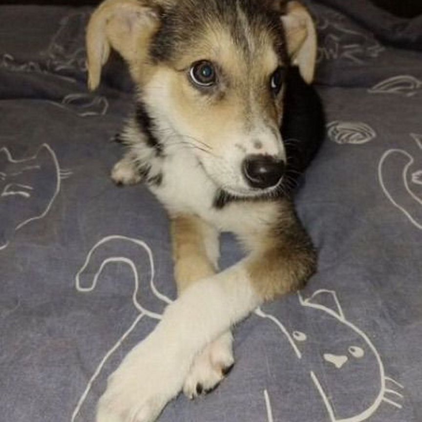 Собаки бесплатно