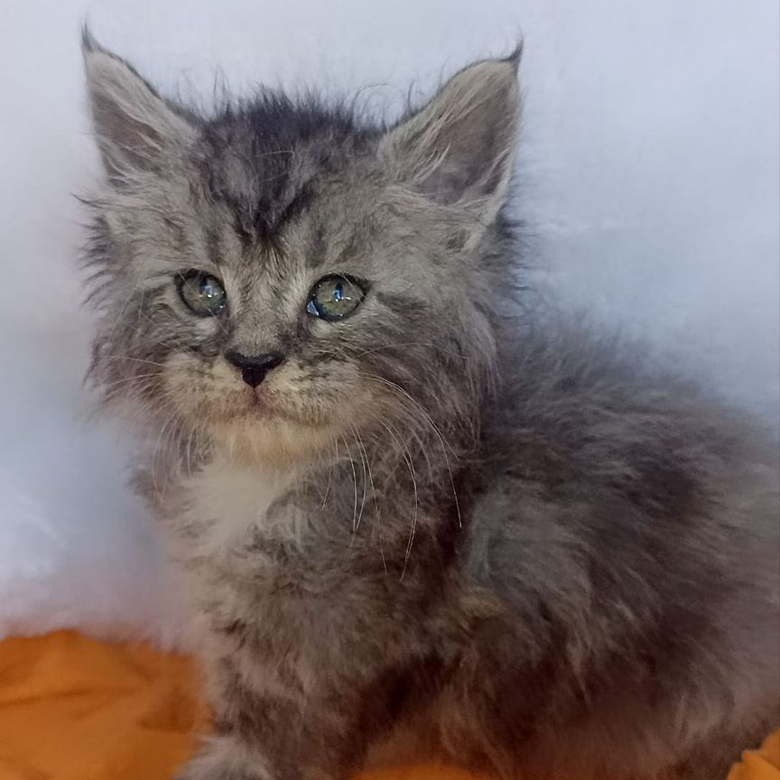 Котята мейн-кун