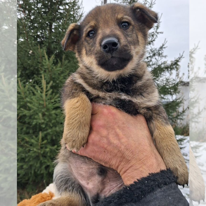 Щенок в добрые руки