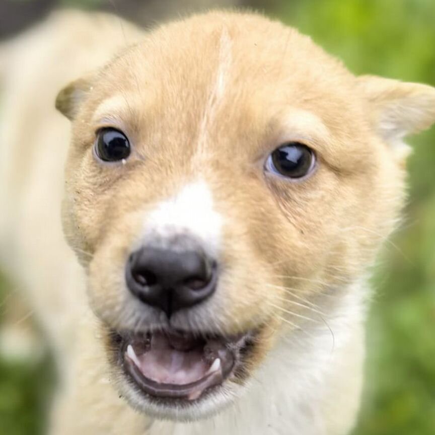 Щенок в добрые руки