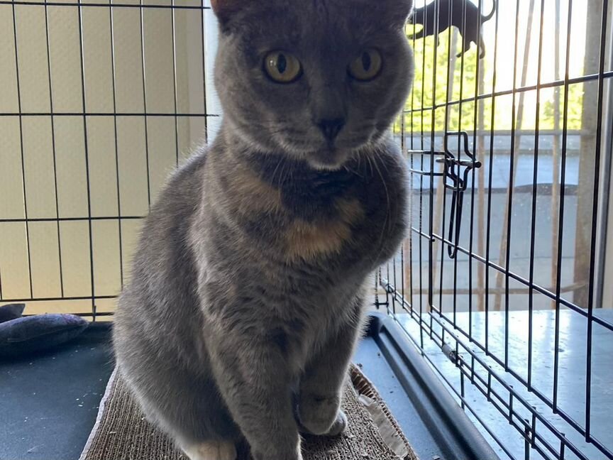 Ласковая, красивая кошка мадам Фу-фу ищет дом