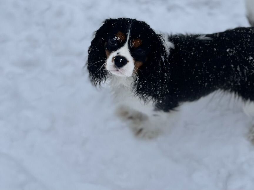 Кавалер кинг чарльз спаниель девочка 16 мес