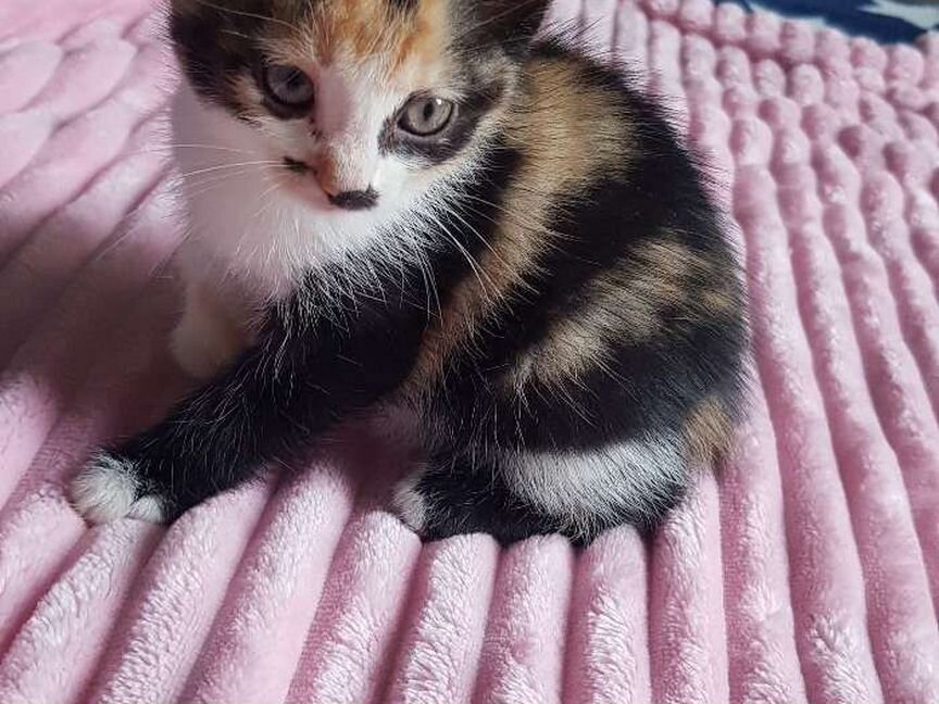 Котята от кошки-мышеловки