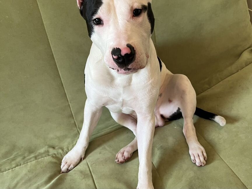 Собака амстафф