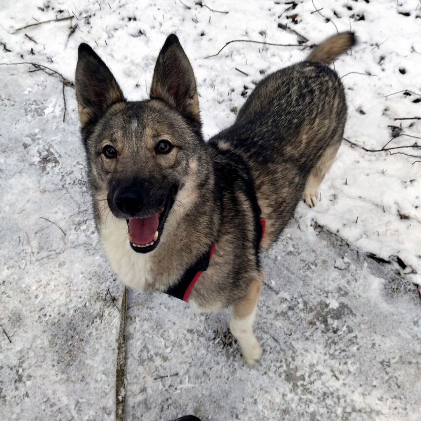 Собака в добрые руки бесплатно