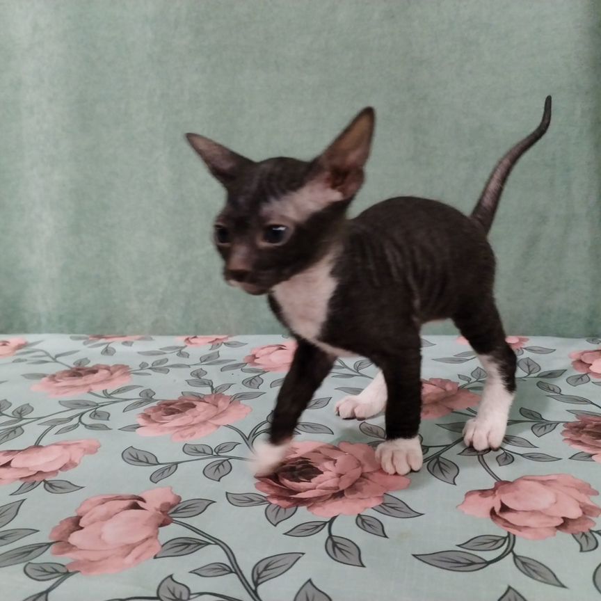 Котята сфинкс