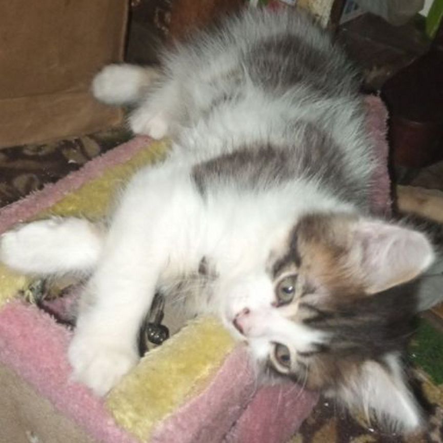 Котёнок в добрые руки