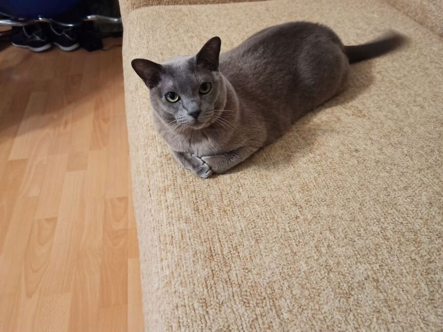 Кот породы Бурма