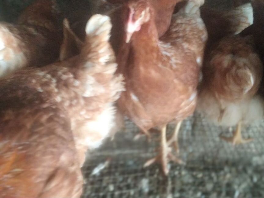 Куры молодые 3-4 месяца