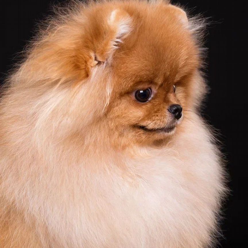 Померанский шпиц