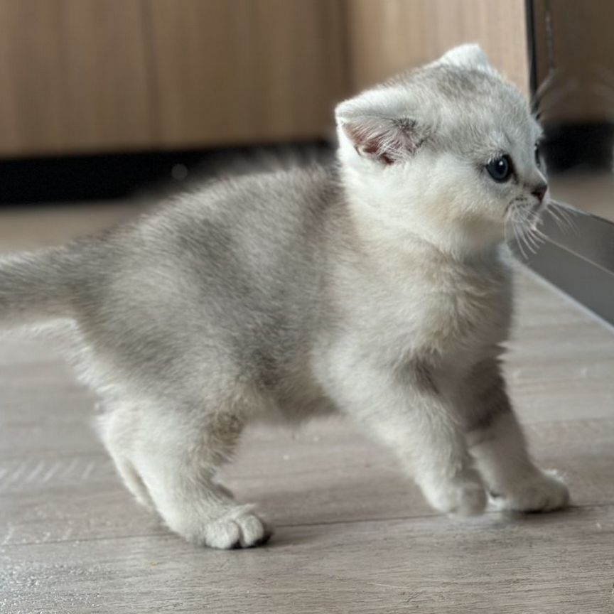 Шотландский вислоухий длинношёрстный котёнок