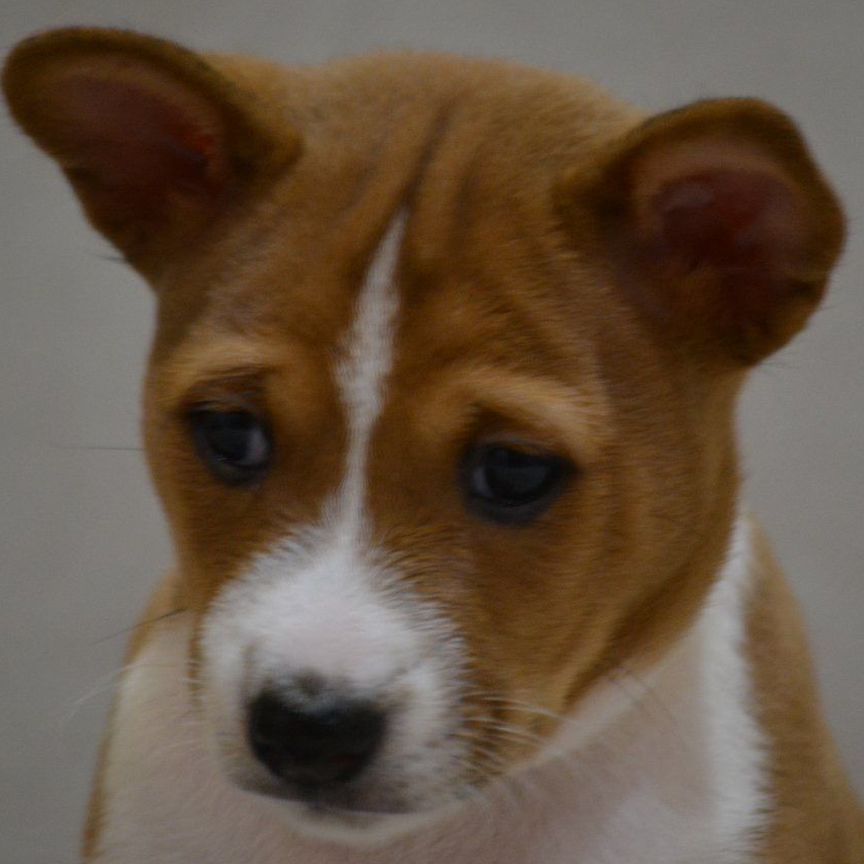 Басенджи, щенок