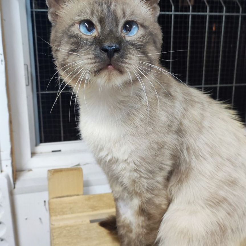 Красавчик Тобби в поиске дома