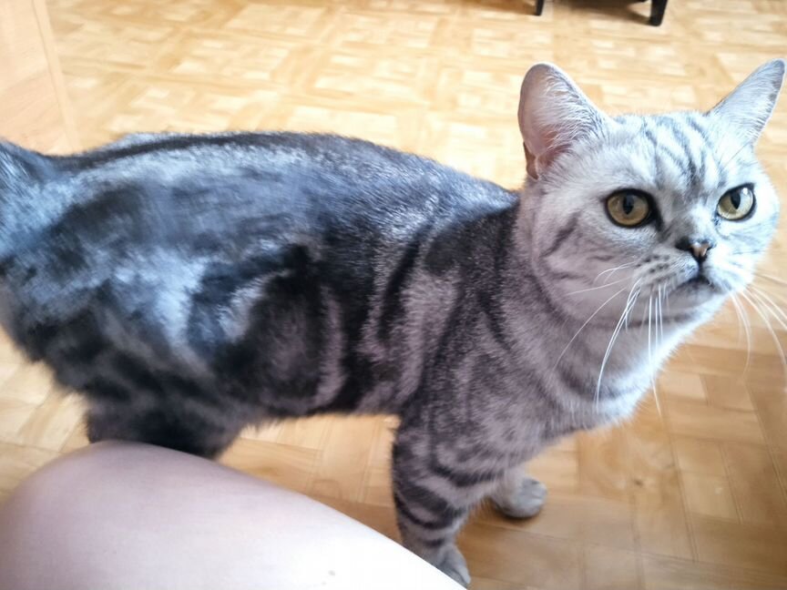 Кошка британская чистокровная