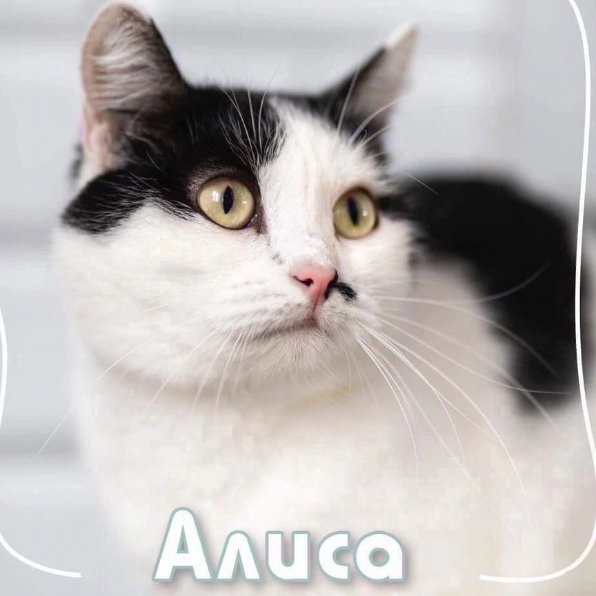 Кошка Алиса