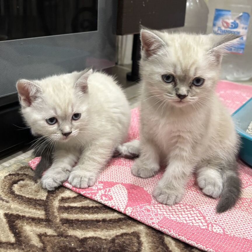 Шотландский вислоухий короткошёрстный котёнок