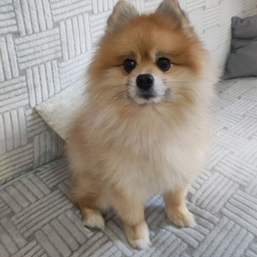 Померанский шпиц, взрослый пёс