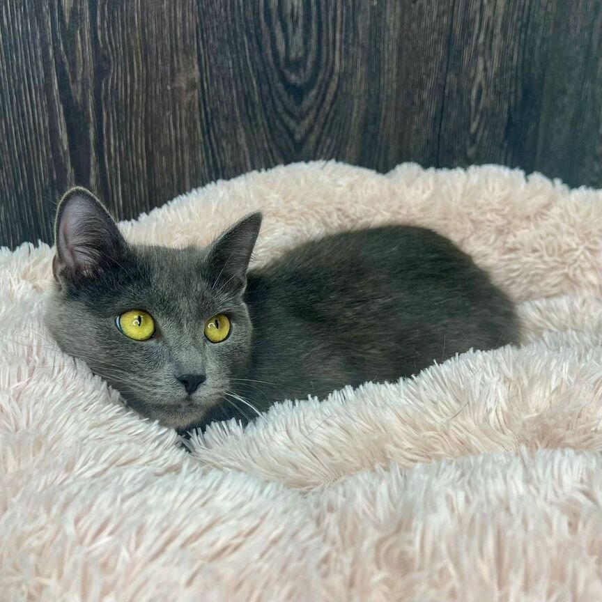 Кошечка в добрые руки