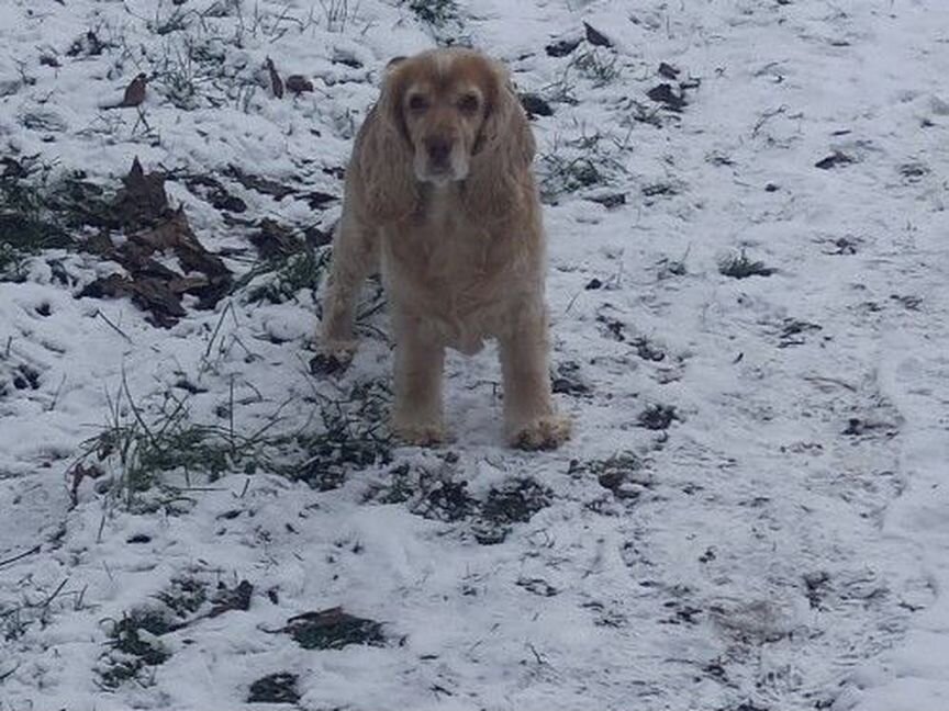 Найдена собака корер спаниель, в районе Ромашка