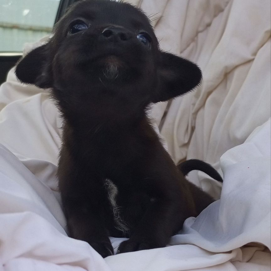 Чихуахуа мальчик