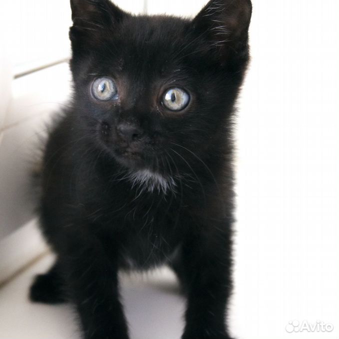 Котенок мальчик бесплатно