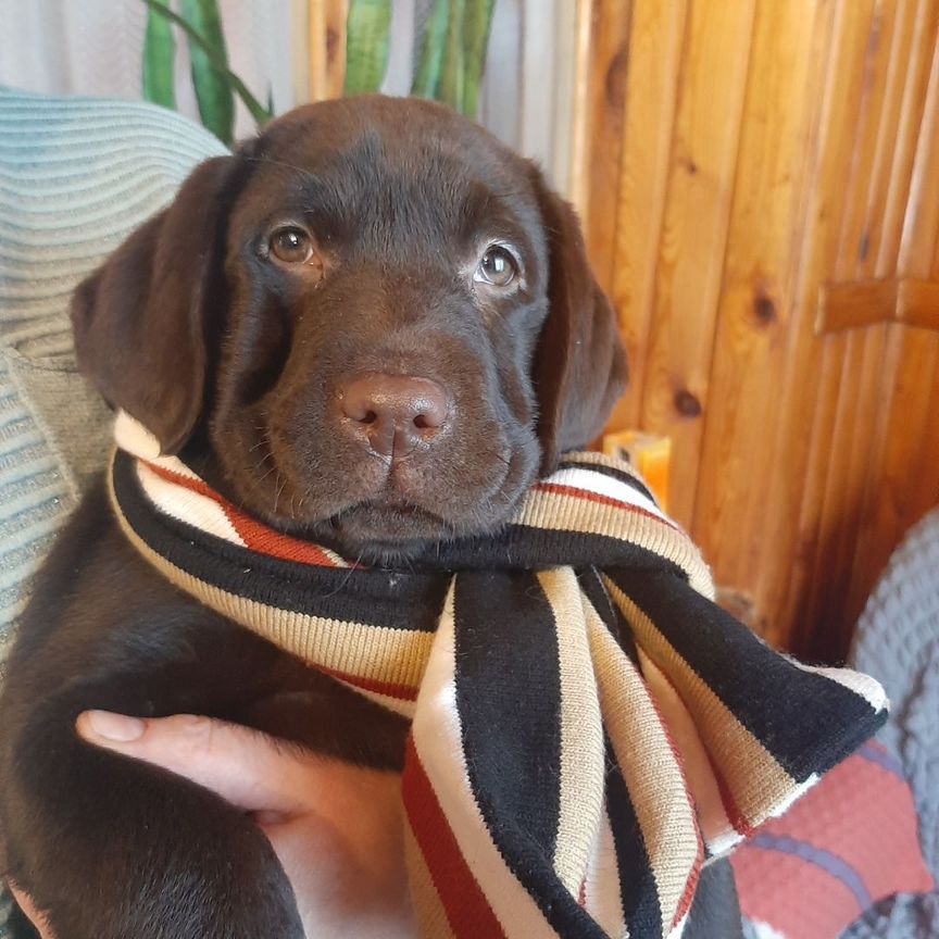 Лабрадор-ретривер, щенок