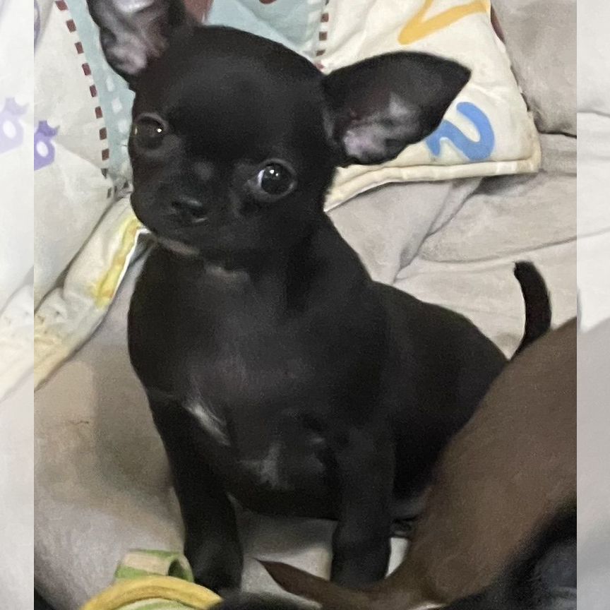 Чихуахуа, щенок