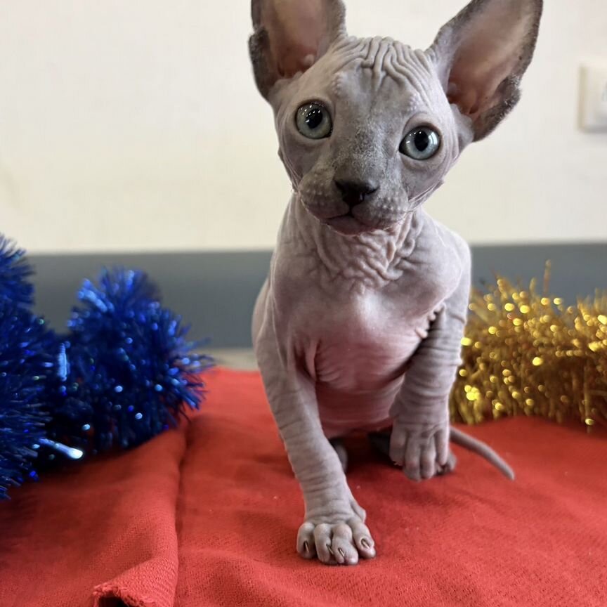 Канадский сфинкс котёнок