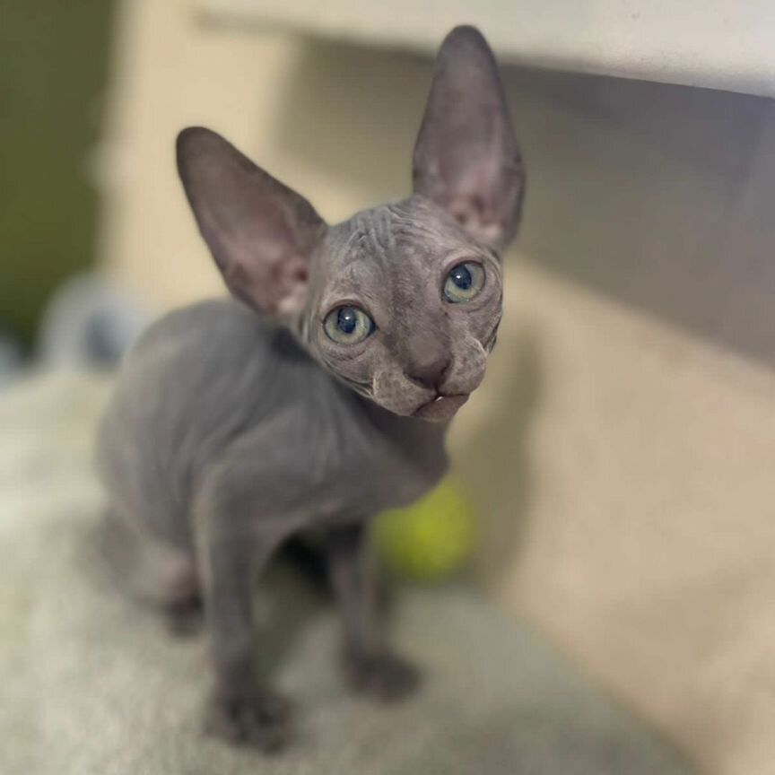 Мальчик флок